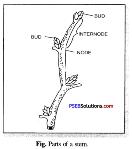 PSEB 6th Class Science Solutions Chapter 7 Getting to Know Plants ...