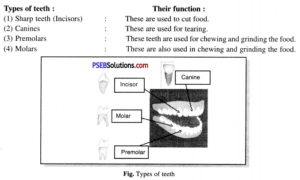 PSEB 7th Class Science Solutions Chapter 2 Nutrition in Animals – PSEB ...