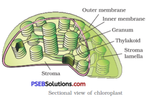 PSEB 11th Class Biology Solutions Chapter 8 Cell: The Unit of Life ...