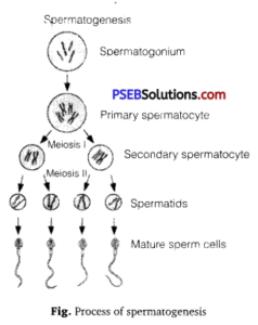 PSEB 12th Class Biology Solutions Chapter 3 Human Reproduction – PSEB ...