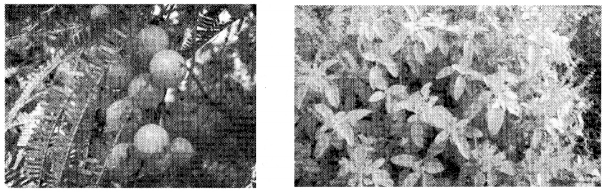 PSEB 9th Class SST Solutions Geography Chapter 5 प्राकृतिक वनस्पति तथा ...