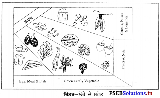PSEB 10th Class Home Science Solutions Chapter 6 ਭੋਜਨ ਅਤੇ ਪੌਸ਼ਟਿਕ ਤੱਤ ...