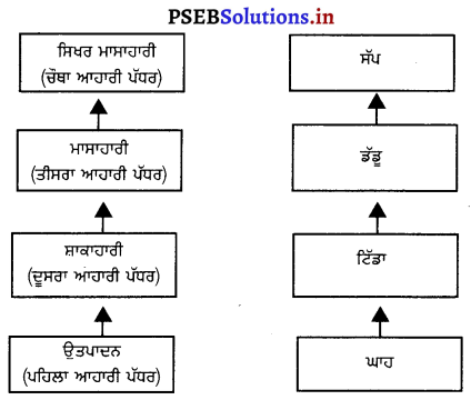 PSEB 10th Class Science Solutions Chapter 15 ਸਾਡਾ ਵਾਤਾਵਰਨ – PSEB Solutions