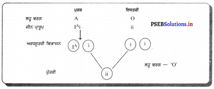PSEB 10th Class Science Solutions Chapter 9 ਅਨੁਵੰਸ਼ਿਕਤਾ ਅਤੇ ਜੀਵ ਵਿਕਾਸ ...