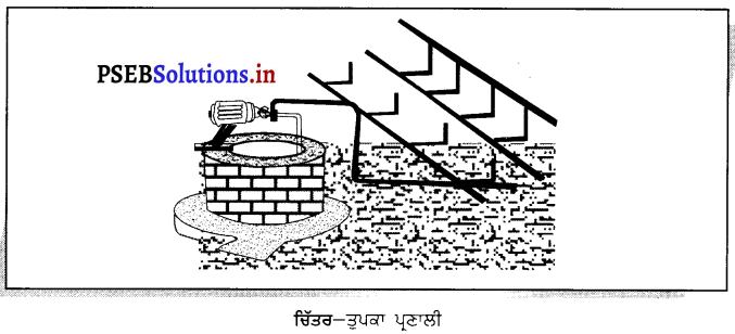 PSEB 8th Class Science Solutions Chapter 1 ਫ਼ਸਲ ਉਤਪਾਦਨ ਅਤੇ ਪ੍ਰਬੰਧਨ ...