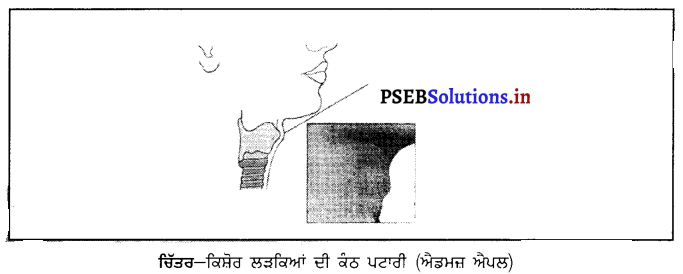 PSEB 8th Class Science Solutions Chapter 10 ਕਿਸ਼ੋਰ ਅਵਸਥਾ ਵੱਲ – PSEB ...