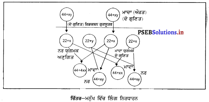 PSEB 8th Class Science Solutions Chapter 10 ਕਿਸ਼ੋਰ ਅਵਸਥਾ ਵੱਲ – PSEB ...
