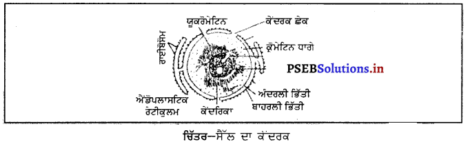 PSEB 8th Class Science Solutions Chapter 8 ਸੈੱਲ-ਬਣਤਰ ਅਤੇ ਕਾਰਜ – PSEB ...