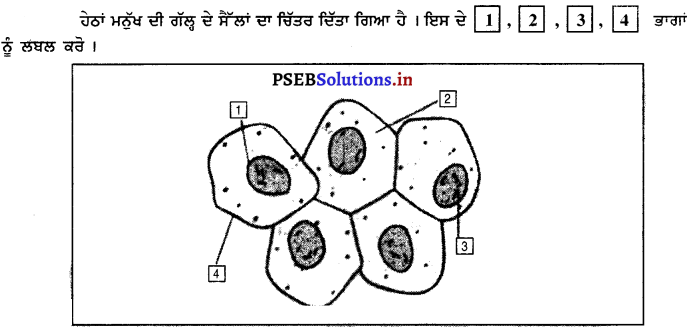 PSEB 8th Class Science Solutions Chapter 8 ਸੈੱਲ-ਬਣਤਰ ਅਤੇ ਕਾਰਜ – PSEB ...