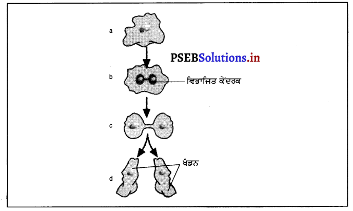 PSEB 8th Class Science Solutions Chapter 9 ਜੰਤੂਆਂ ਵਿੱਚ ਪ੍ਰਜਣਨ – PSEB ...