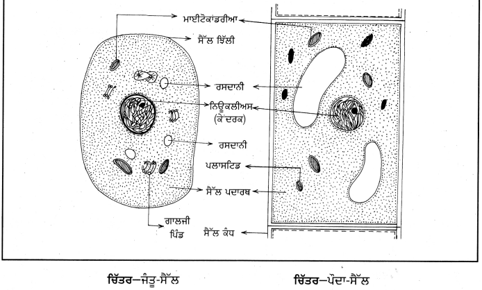 PSEB 9th Class Science Solutions Chapter 5 ਜੀਵਨ ਦੀ ਮੁੱਢਲੀ ਇਕਾਈ – PSEB ...
