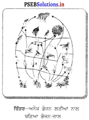 PSEB 10th Class Science Important Questions Chapter 15 ਸਾਡਾ ਵਾਤਾਵਰਨ ...