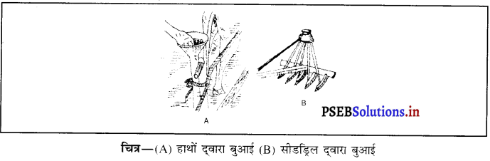 PSEB 8th Class Science Solutions Chapter 1 फसल उत्पादन एवं प्रबंध ...