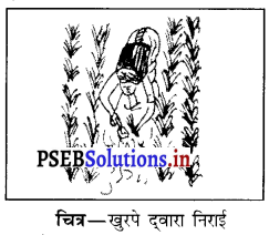 PSEB 8th Class Science Solutions Chapter 1 फसल उत्पादन एवं प्रबंध ...