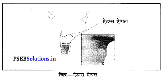 PSEB 8th Class Science Solutions Chapter 10 किशोरावस्था की ओर – PSEB ...