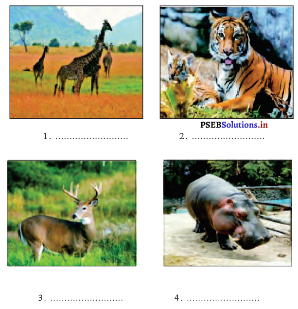 PSEB 3rd Class EVS Solutions Chapter 10 ਪਰਿਵਾਰ ਅਤੇ ਜਾਨਵਰ – PSEB Solutions