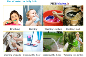 PSEB 3rd Class EVS Solutions Chapter 13 Water – Basis of Our Life ...