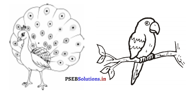 PSEB 3rd Class EVS Solutions Chapter 8 PSEB Solutions