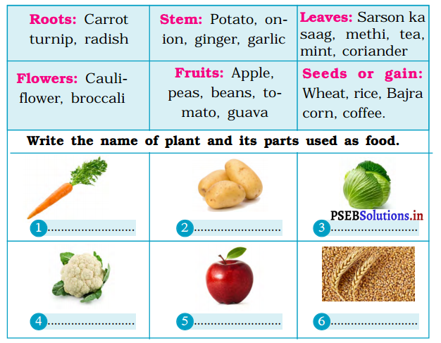 PSEB 3rd Class EVS Solutions Chapter 9 Let Us Cook And Eat Food PSEB 